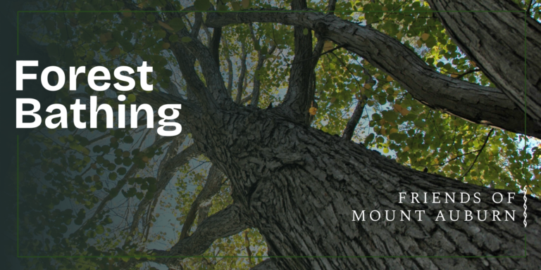 Forest Bathing: A Mindful Nature Experience – Mount Auburn Cemetery
